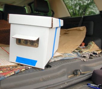 How to Start Beekeeping in Your Backyard - Backyard Beekeeping